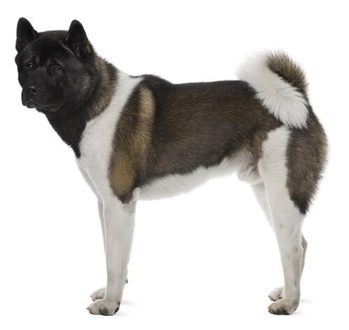 Akita - Information om hundrasen | Purina SE