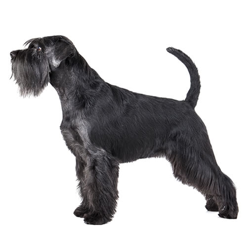 Schnauzer - Information om hundrasen | Purina SE
