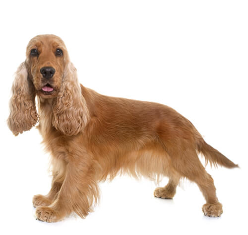 Engelsk Cocker Spaniel - Information om hundrasen | Purina SE