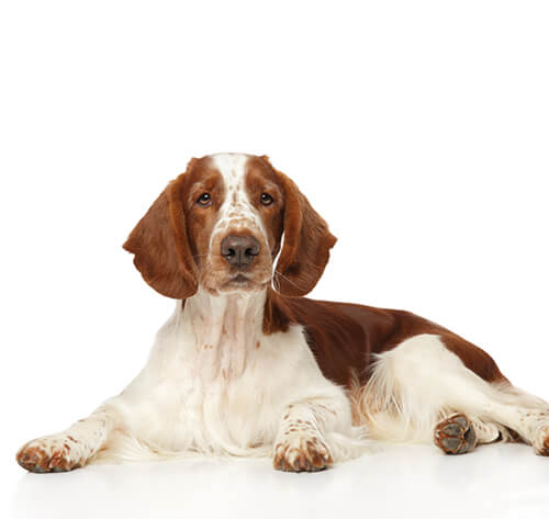 Welsh Springer Spaniel - Information om hundrasen | Purina
