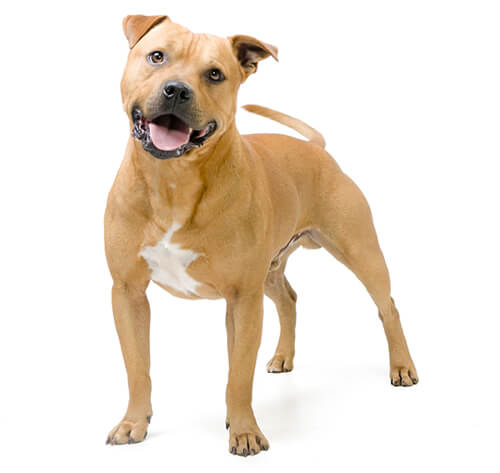 Staffordshire bullterrier - Information om hundrasen | Purina