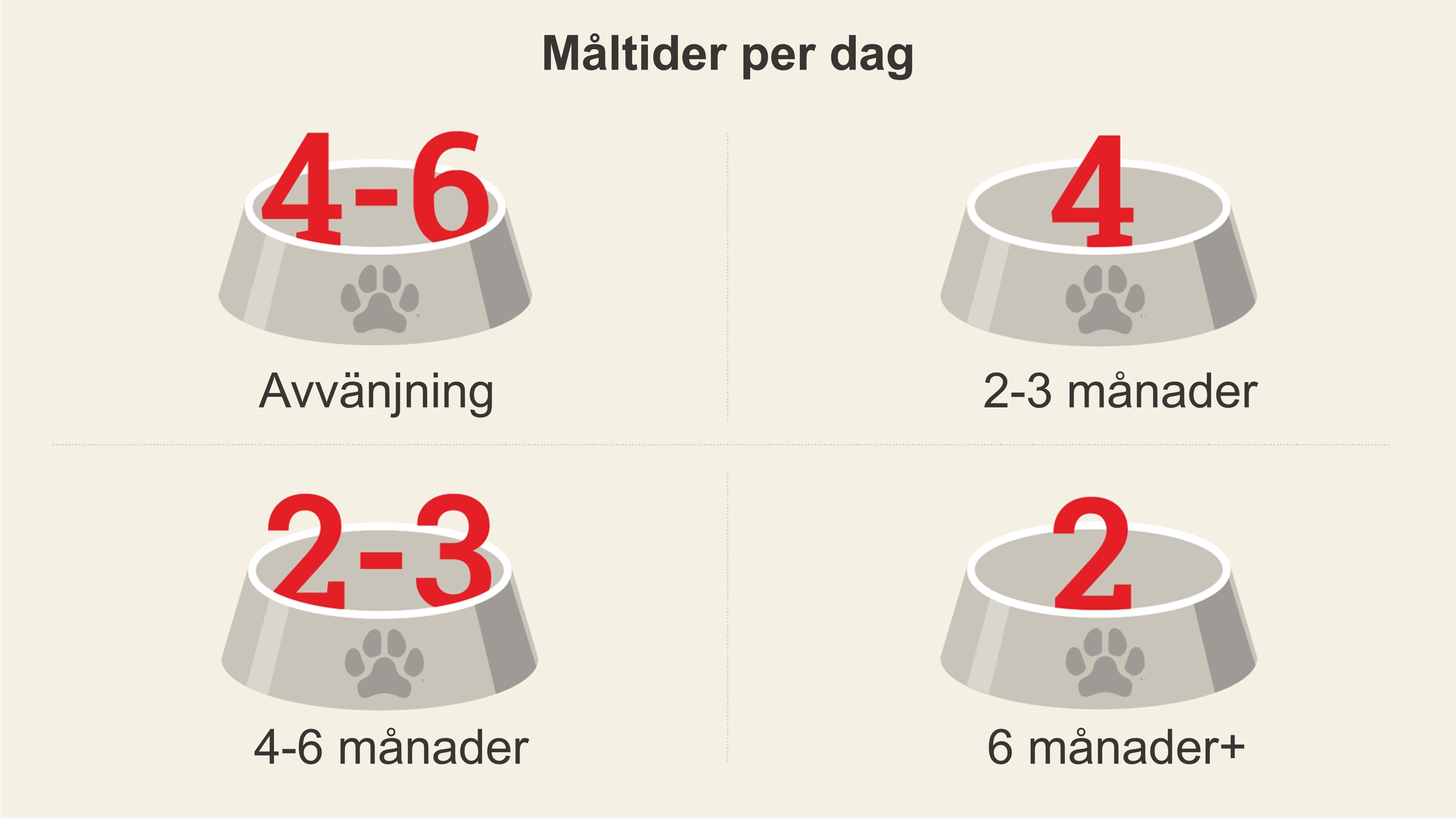 Mata din valp – den kompletta guiden | Purina