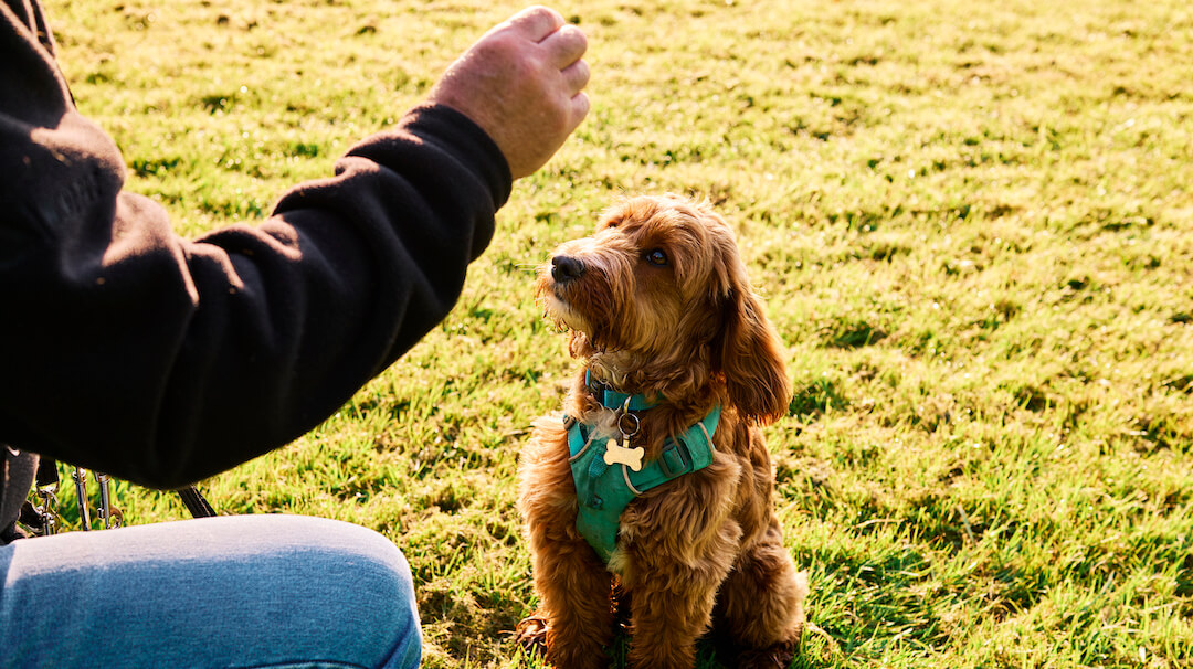 Lära sin hund att rulla runt – Gör så här | Purina SE