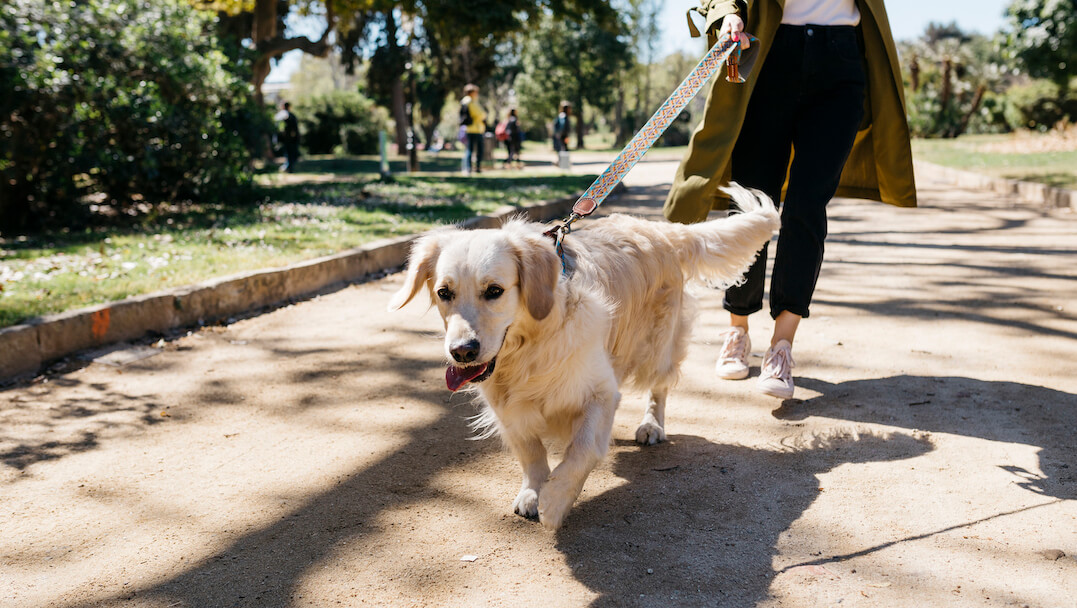 Träna din hund att inte bry sig om andra hundar. 6 tips | Purina SE