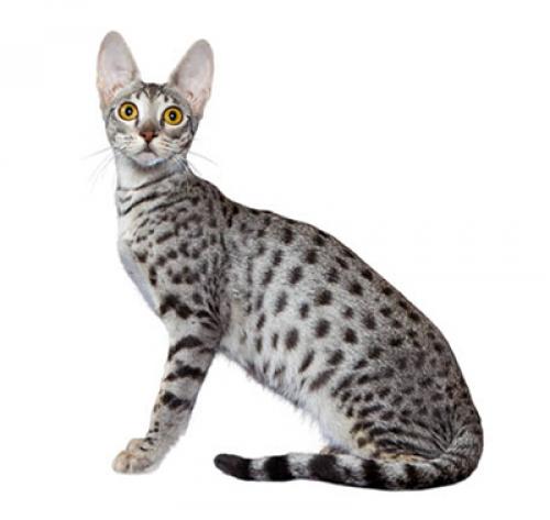 Savannah - Information om kattrasen | Purina SE