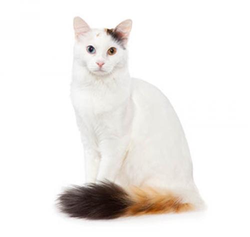 Turkisk Van - Information om kattrasen | Purina SE
