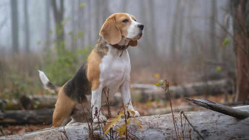 Beagle hundrasguide – Allt om den vänliga beaglehunden | Purina SE